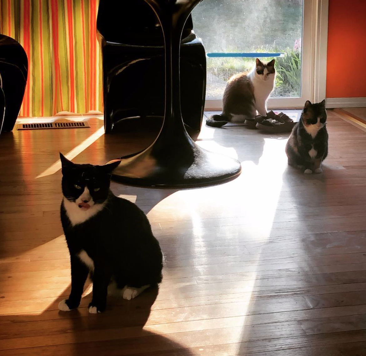 10 Questions for a Vegan - Jean Coburn - Green Veganista