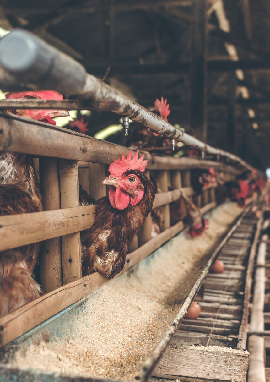 The Five Stages of Grief After Discovering the Truth About Meat and ...